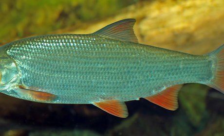 Friedfische | Seen.de