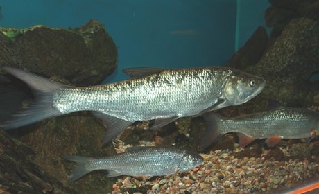 Raubfische | Seen.de