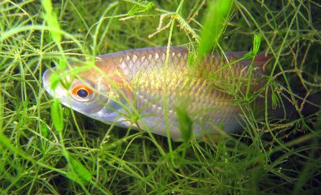Friedfische | Seen.de