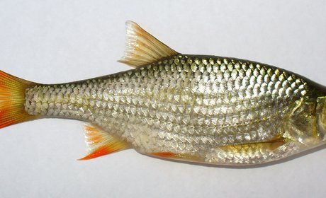 Friedfische | Seen.de