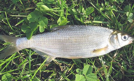Friedfische | Seen.de