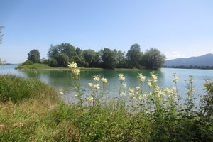 Forggensee