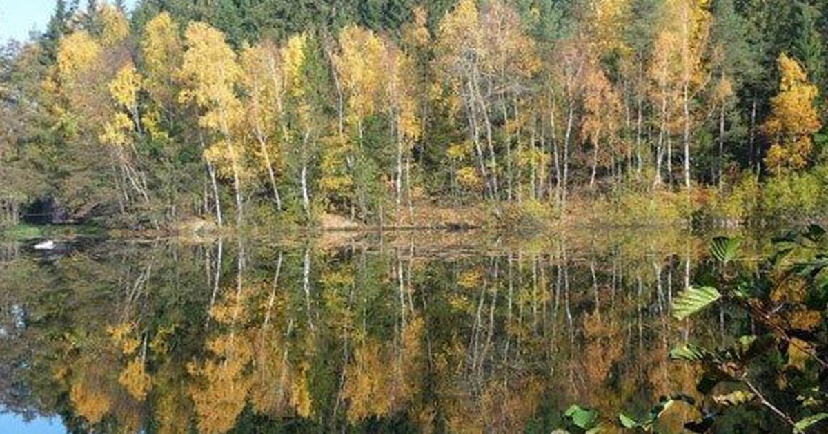 Waldsee Argenthal - Infos zum See